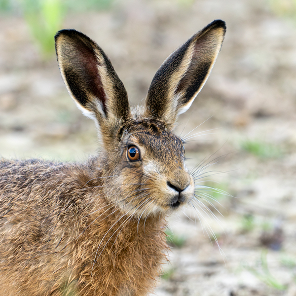 High Batts – High Batts Nature Reserve